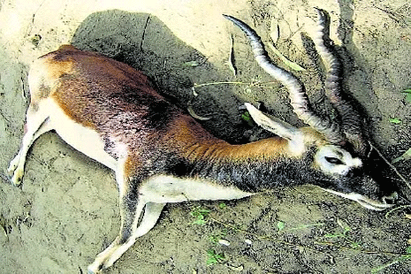 अज्ञात वाहनाच्या धडकेत blackbuck died - Tarun Bharat Nagpur