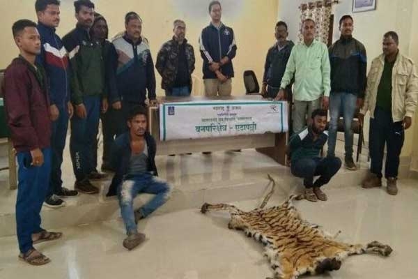 वाघाच्या कातडीची तस्करी करणारे दोन आरोपी ताब्यात Smuggling tiger skin ...