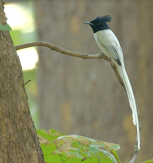 Bird show : सोमवार मंगळवार यवतमाळात पक्षीप्रदर्शन - Tarun Bharat Nagpur
