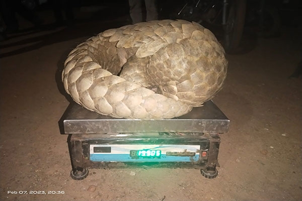 दुर्मीळ खवले मंजर जप्त rare scaly cat - Tarun Bharat Nagpur