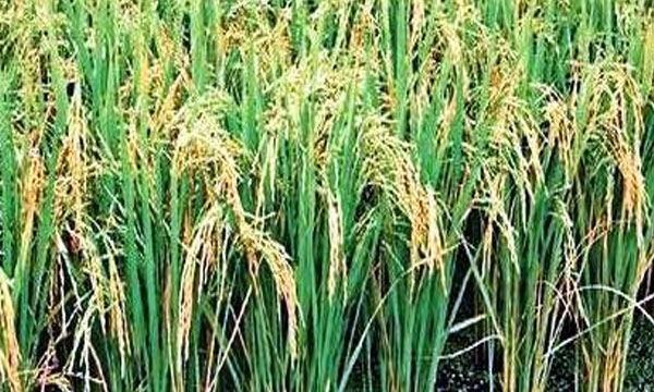 धान पिकावर करपा रोगाचा प्रादुर्भाव Paddy Crop - Tarun Bharat Nagpur