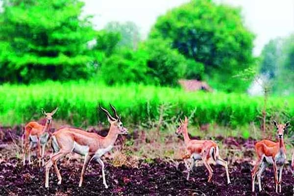 वन्यप्राण्यांची शेतात घुसखोरीwild animals into fields - Tarun Bharat Nagpur