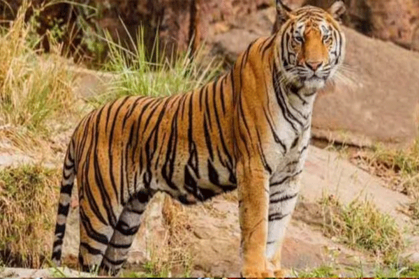 वाघाच्या हल्ल्यातworker killed in tiger attack - Tarun Bharat Nagpur