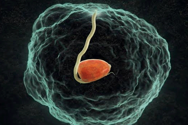 पोषक तत्वांची कमतरताNutrient deficiency cancer - Tarun Bharat Nagpur