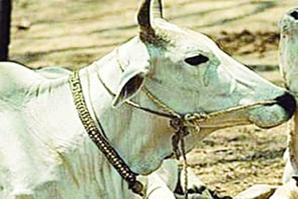 कत्तलीसाठी गोवंश बांधून ठेवणारा Accused of binding cattle - Tarun ...