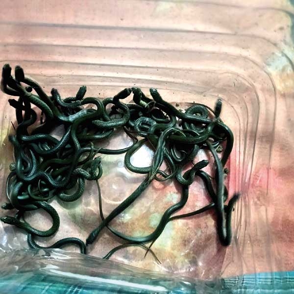 snake : अबब..! एकाच घरात निघाले २६ साप - Tarun Bharat Nagpur