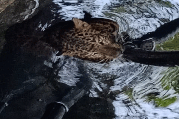 कारंजात विहिरीत पडला Leopard falls into well - Tarun Bharat Nagpur